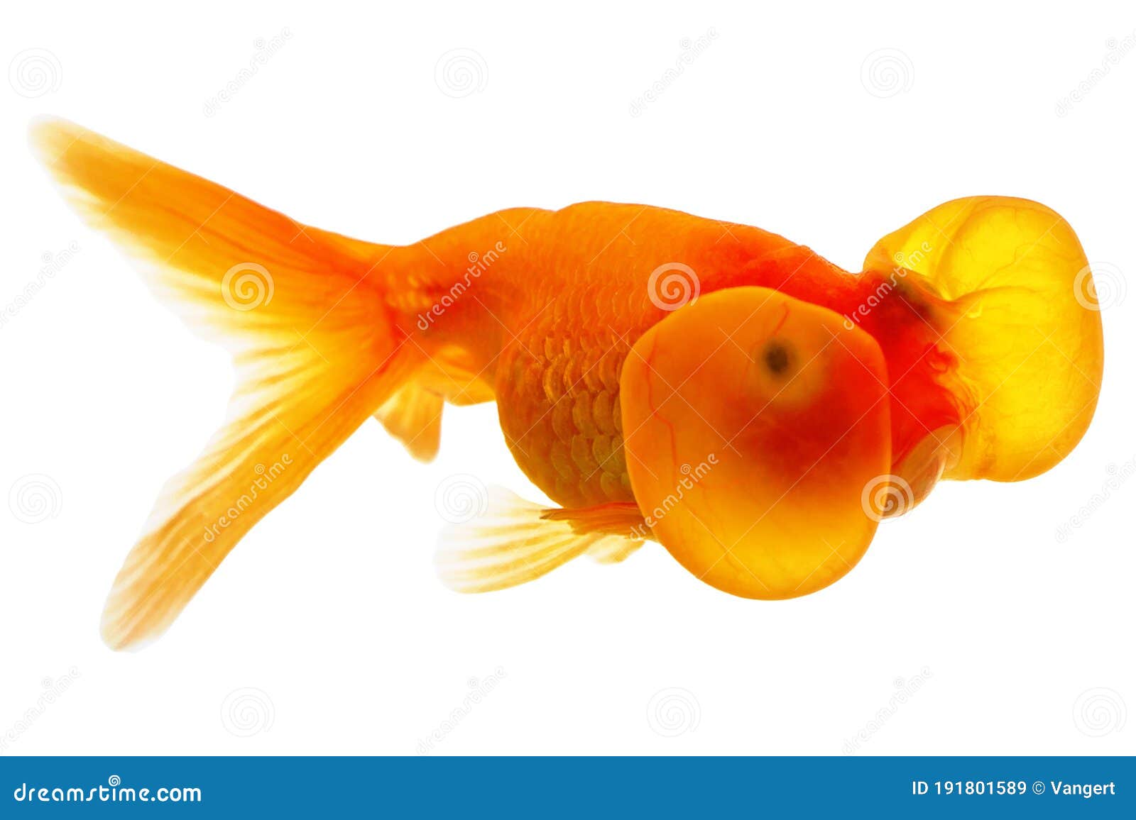 Bubble Eye Goldfish stock image. Image of simple, color - 191801589