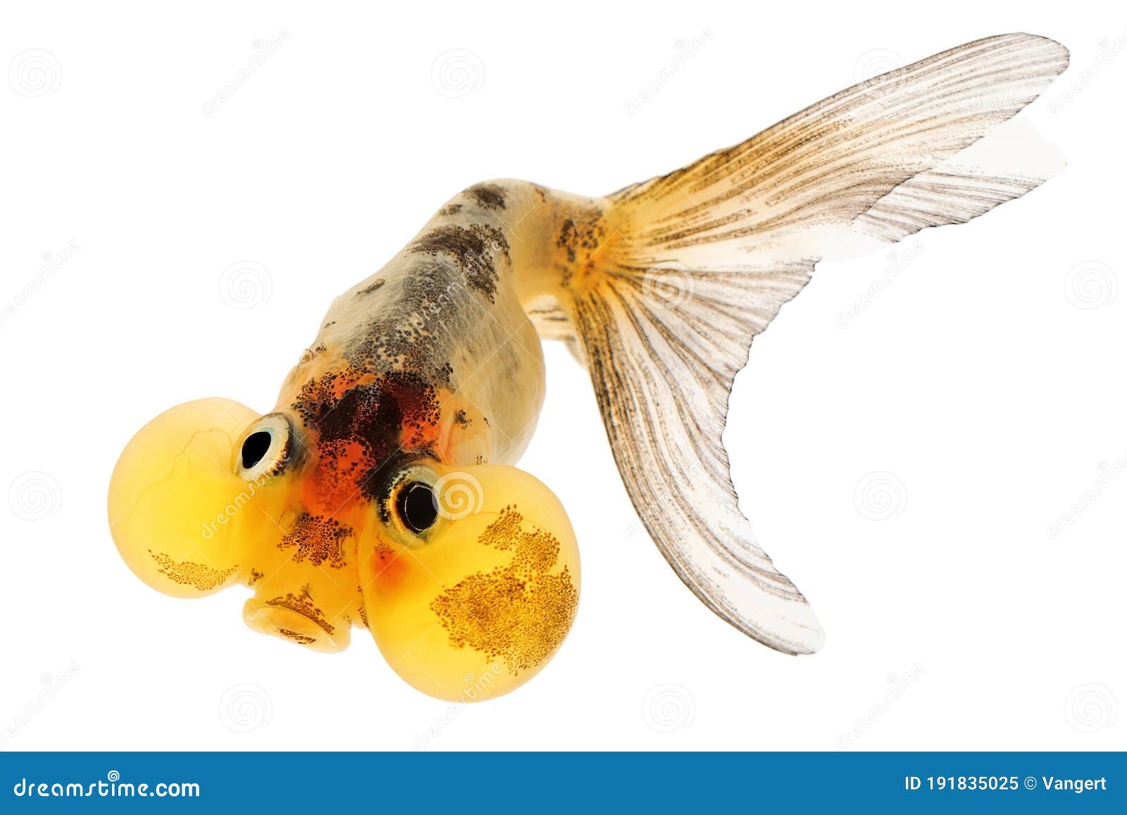 Bubble Eye Goldfish stock image. Image of marine, float - 191835025