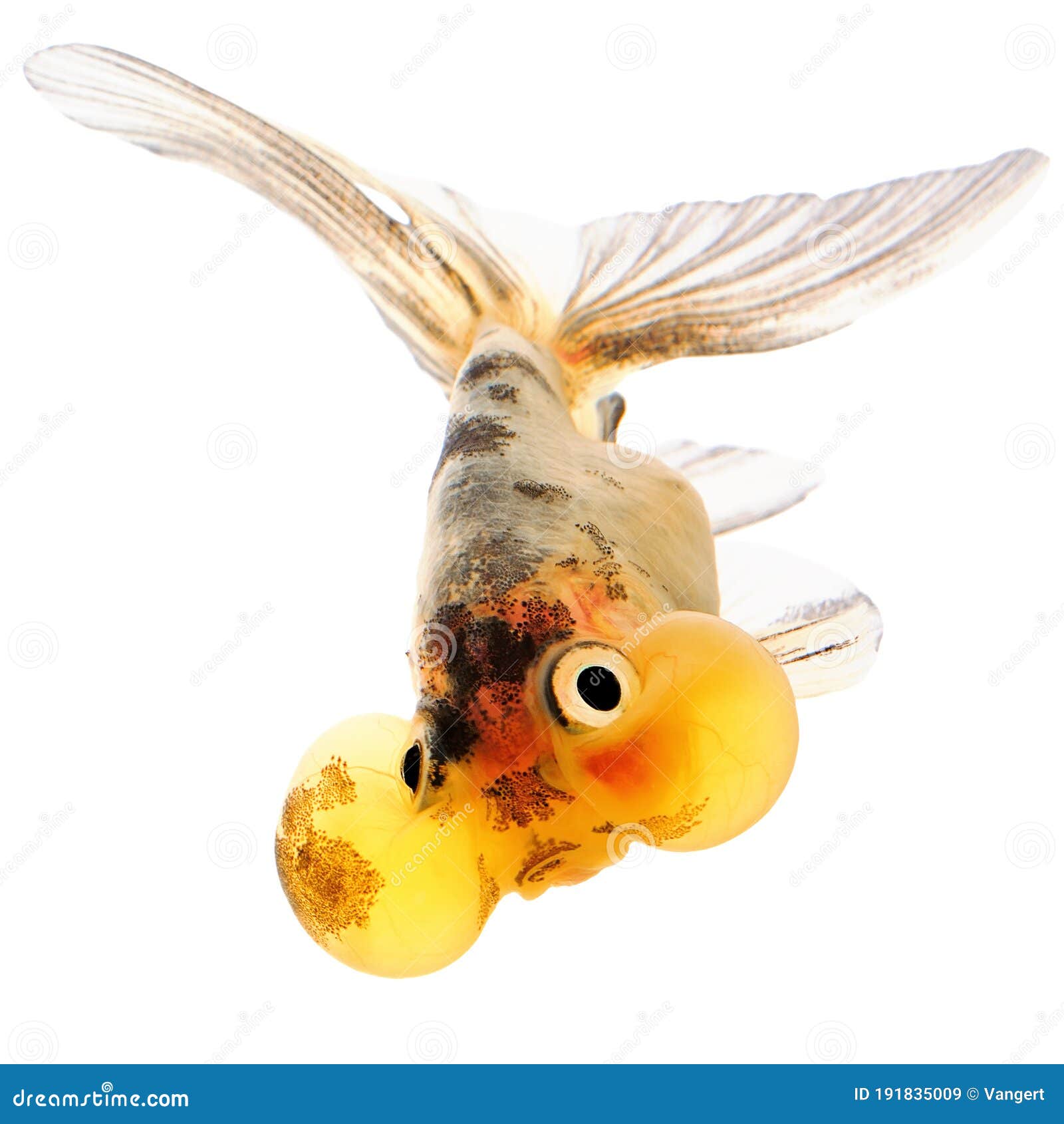 Bubble Eye Goldfish stock image. Image of colour, nature - 191835009