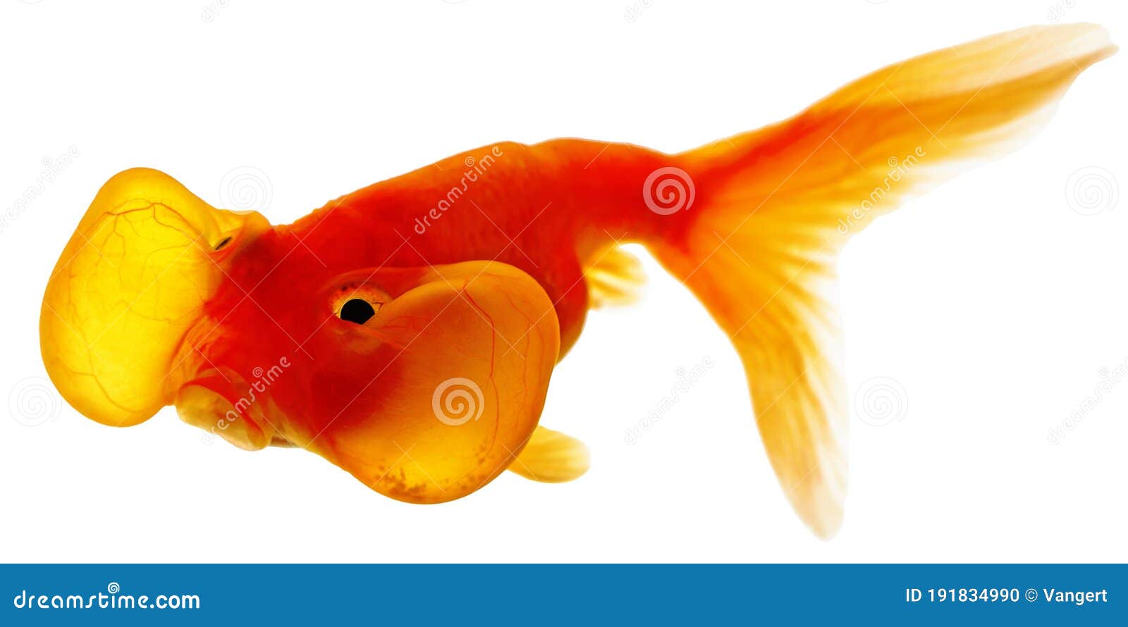 Cute Bubble Eye Goldfish