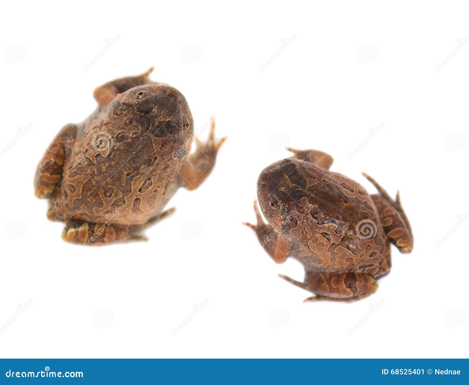 Bubble frog stock image. Image of frog, small, painted - 68525401