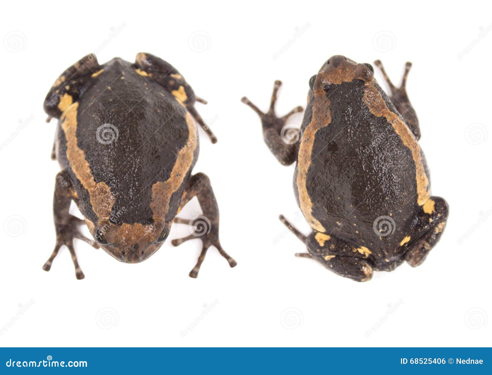 Bubble frog stock photo. Image of amphibian, tropical - 68525406