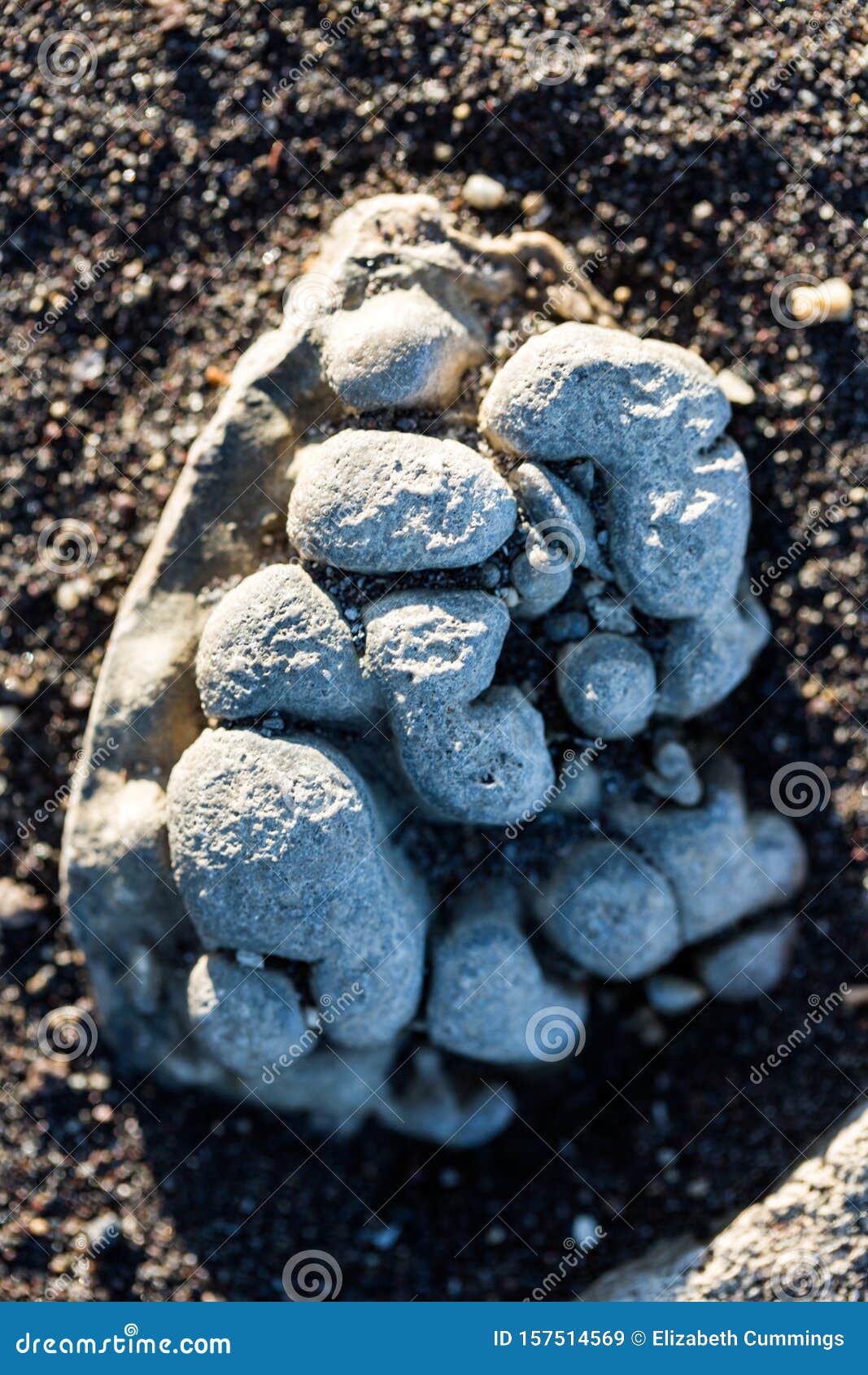 Bubble Geformter Abschnitt Des Tubas am Strand am Pyramidensee ...