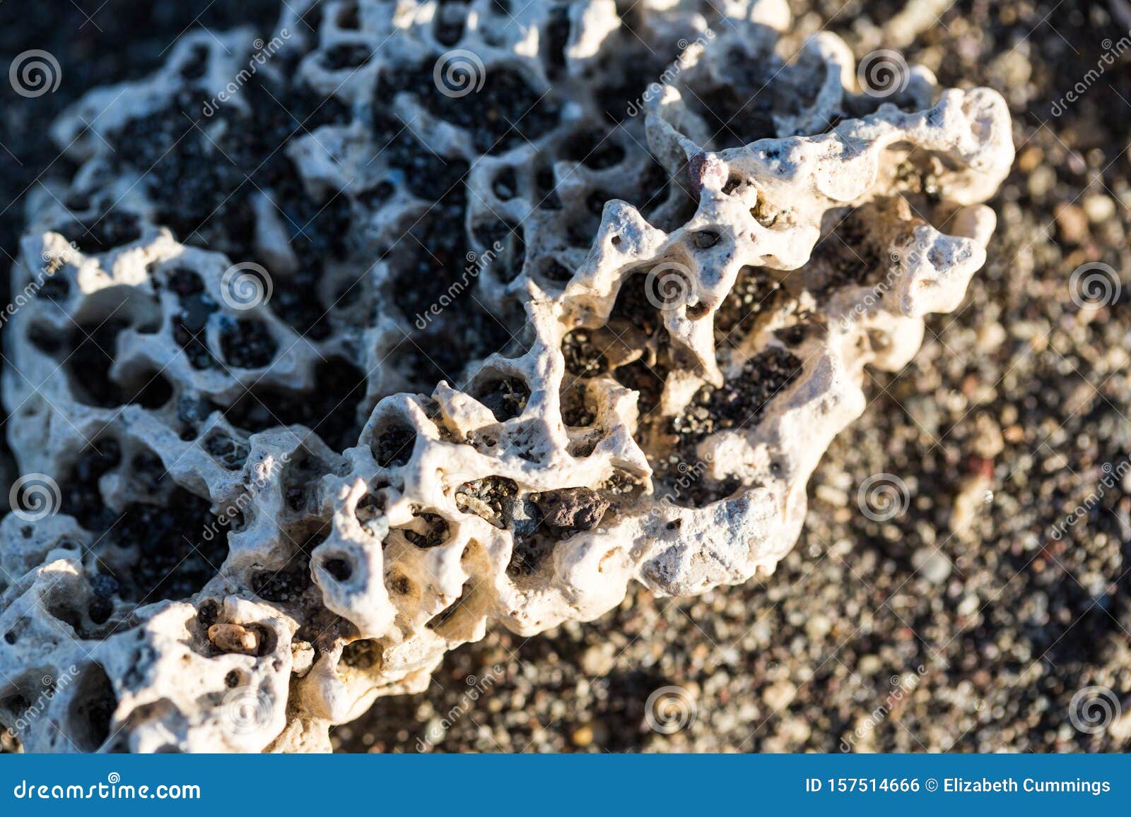 Bubble Geformter Abschnitt Des Tubas am Strand am Pyramidensee ...