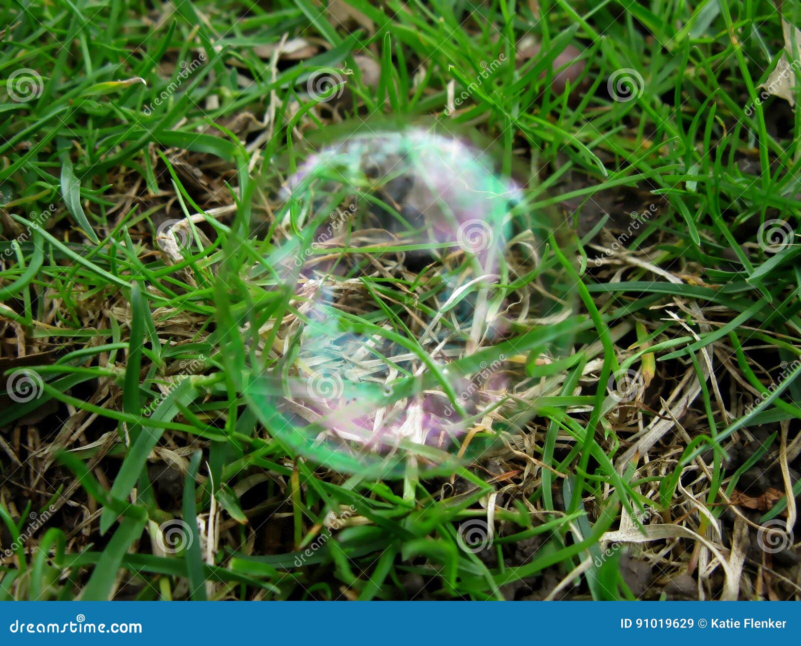 Bubble in the grass stock image. Image of spring, photograph - 91019629