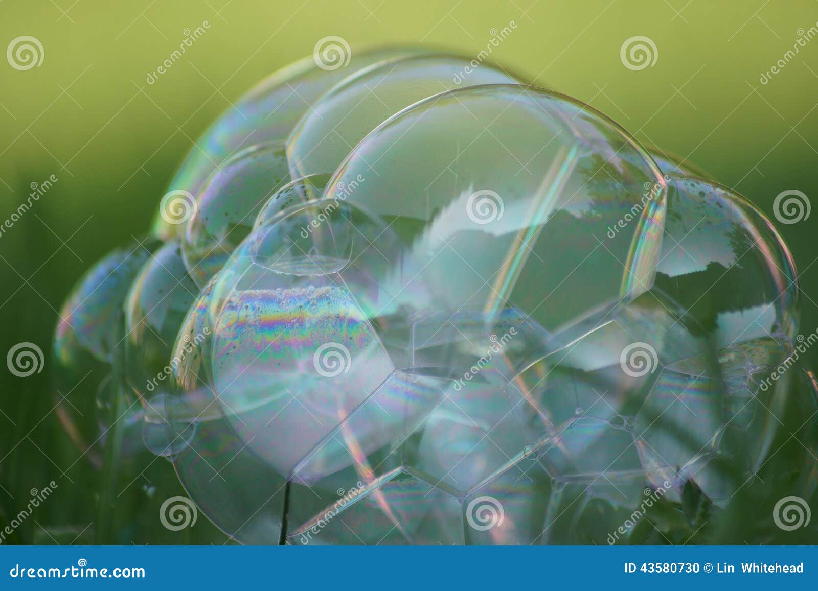 Bubble on the grass. stock photo. Image of blow, pretty - 43580730