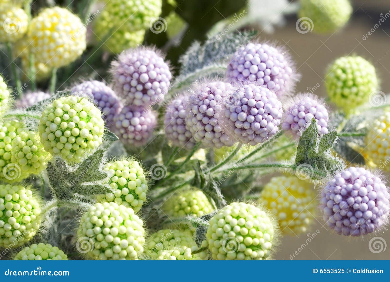 Bubble - headed plants stock image. Image of design, head - 6553525