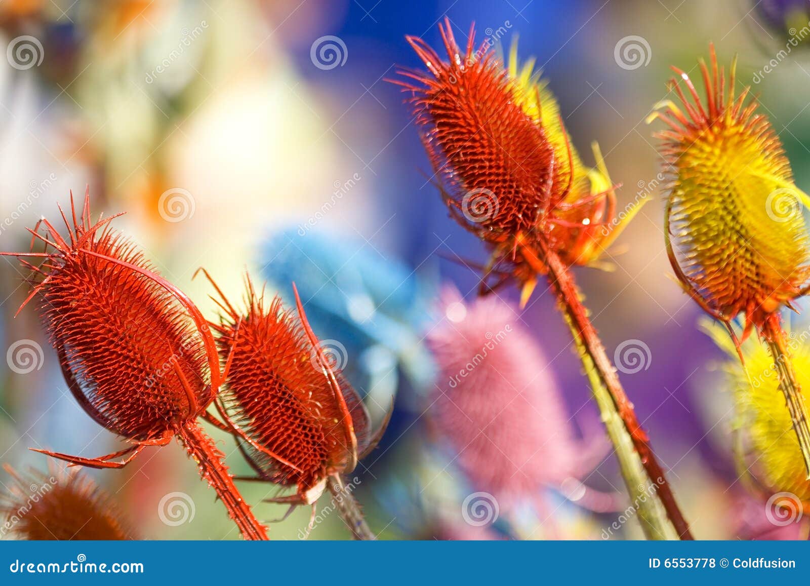 Bubble - headed plants stock photo. Image of green, wildflower - 6553778