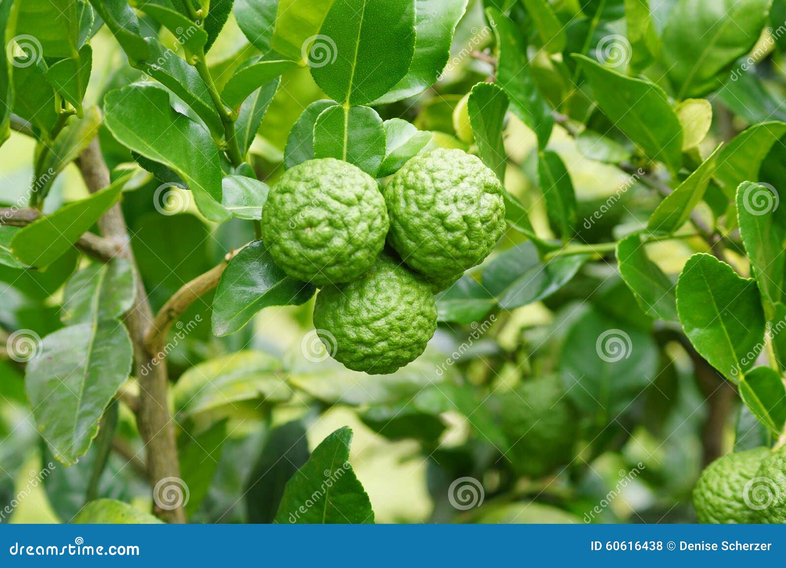 Bubble lime stock photo. Image of beverage, bush, plant - 60616438