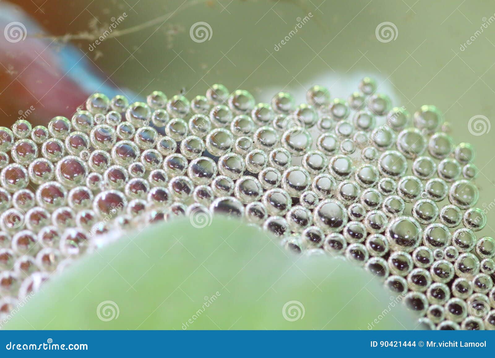 Bubble Nest is Made by Biting Fish. Stock Photo - Image of back ...