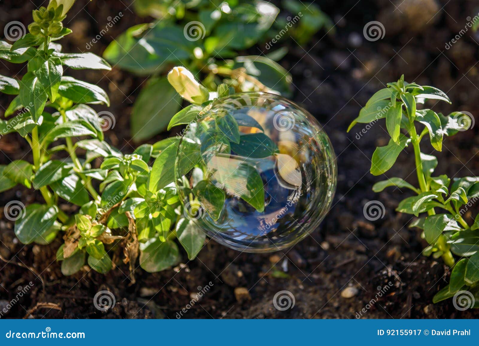 Bubble on a Plant in the Garden in Spring Stock Image - Image of happy ...