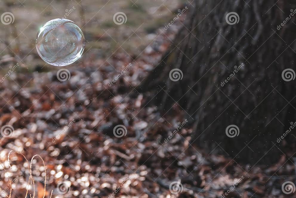 Bubble in the Sun with Leaves Stock Image - Image of sphere, reflection ...