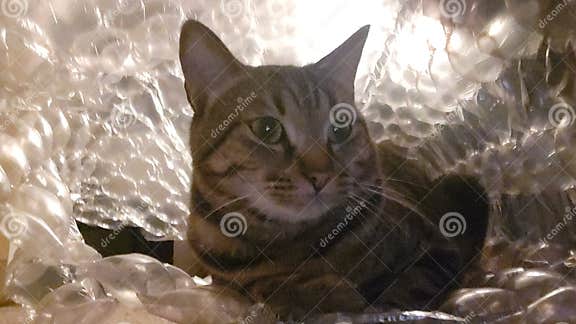 Bubble wrap cat stock image. Image of wrap, loki, puurfect - 252470621