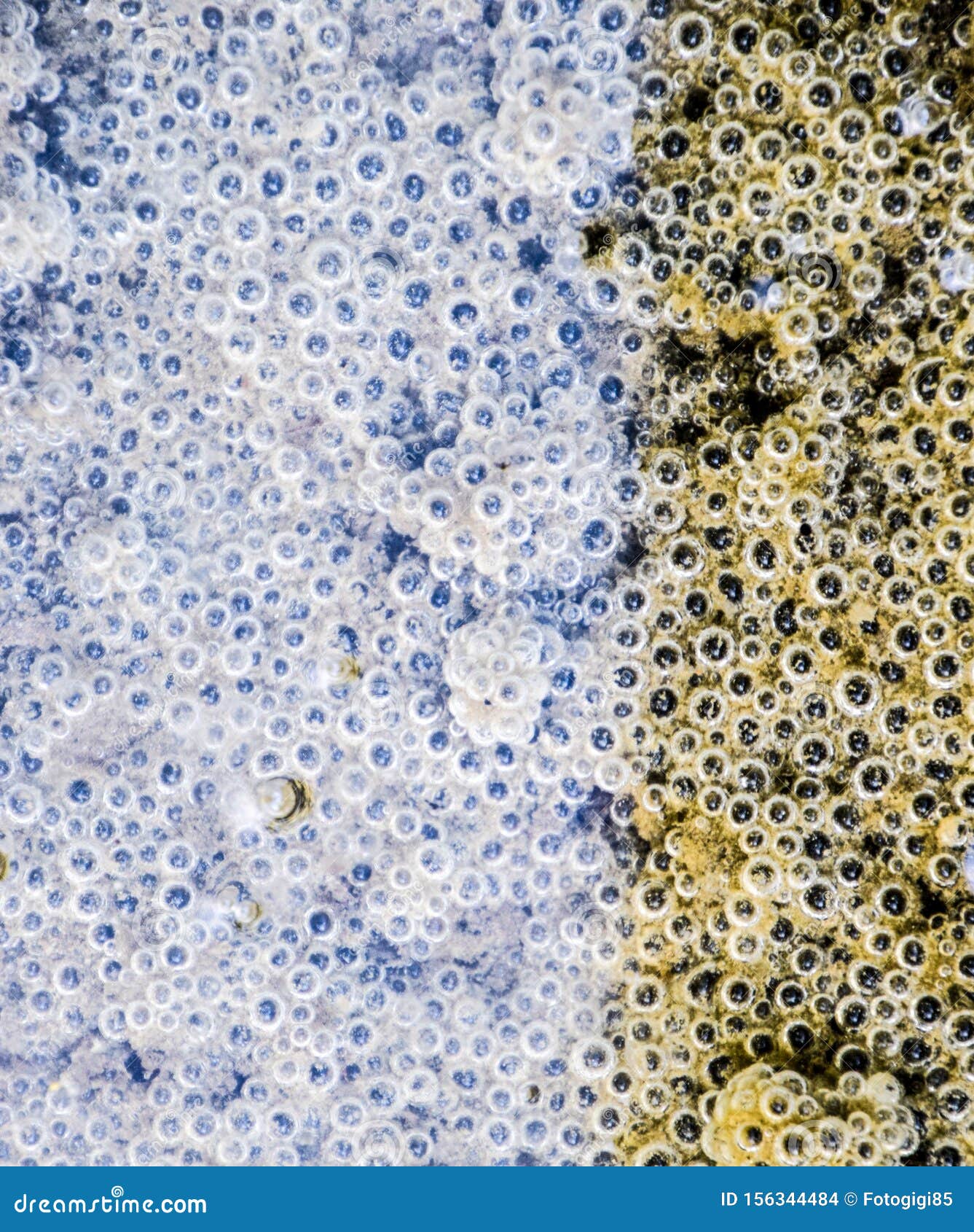 Bubbles of Air in Mud and Silt Water. Background of Bubbles, Surface ...