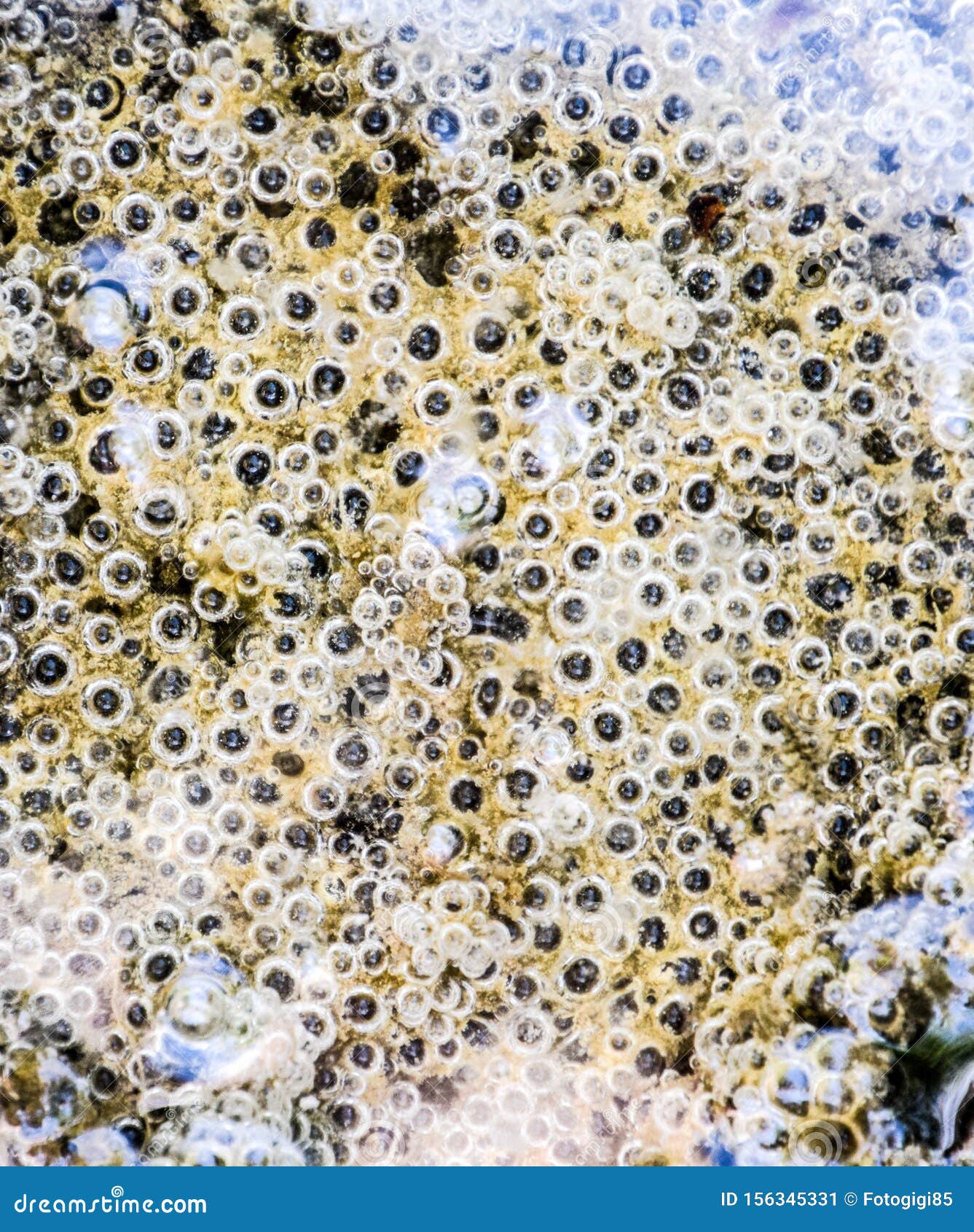 Bubbles of Air in Mud and Silt Under . Background of Bubbles, Surface ...