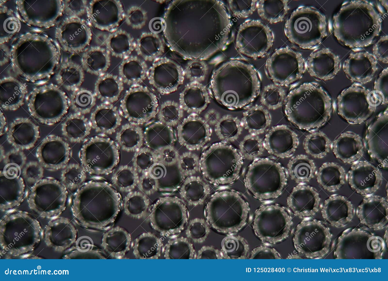 Bubbles of Beer Foam Under a Microscope Stock Photo - Image of liquid ...