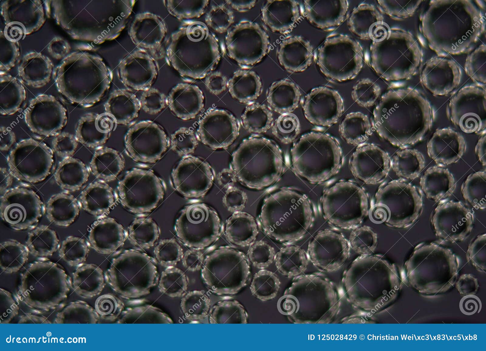 Bubbles of Beer Foam Under a Microscope Stock Image - Image of ball ...
