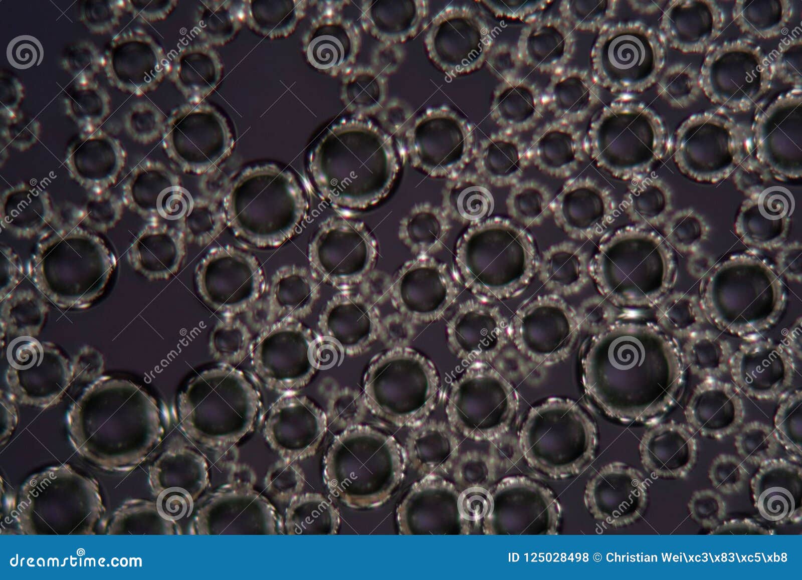 Bubbles of Beer Foam Under a Microscope Stock Photo - Image of bubbles ...
