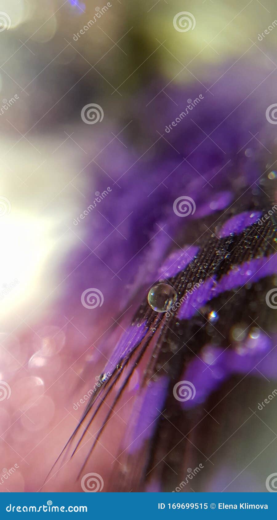 Bubbles Drop Rain Raindrop Purple Violet Feather Stock Image - Image of ...