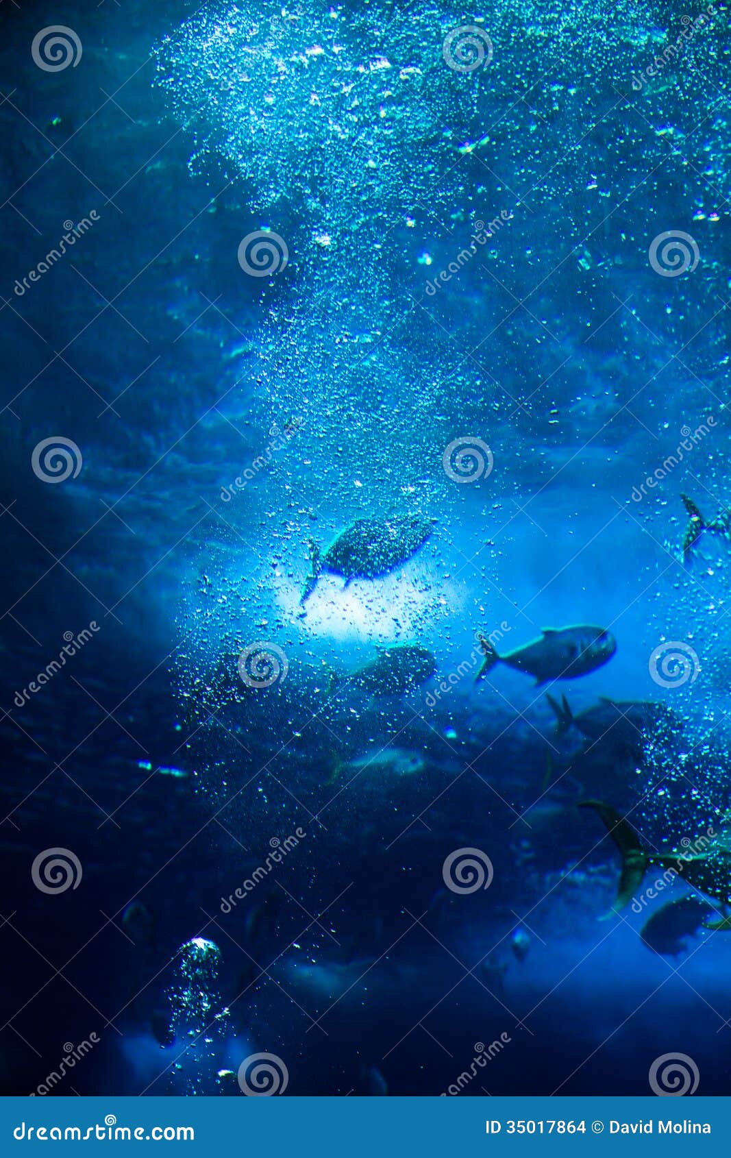 Bubbles and Fishes in the Ocean. Stock Photo - Image of alaska, family ...