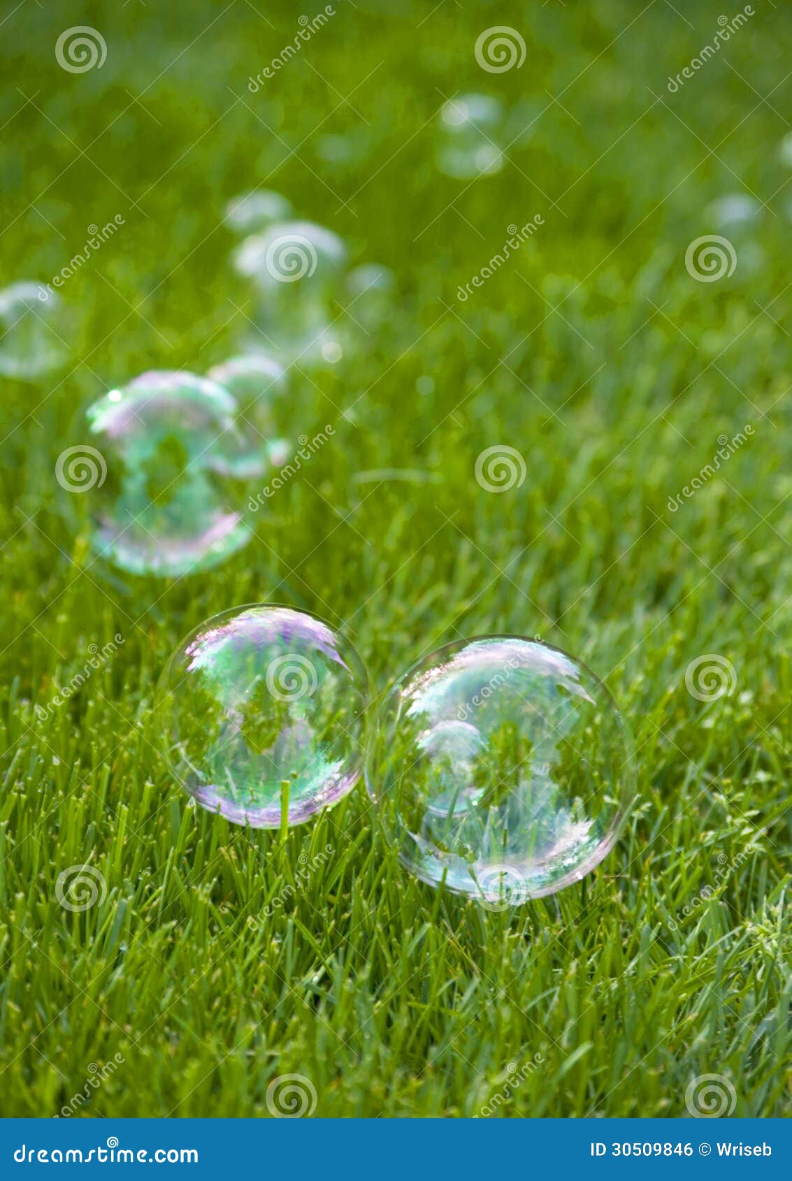 Bubbles on grass stock photo. Image of nature, glisten - 30509846