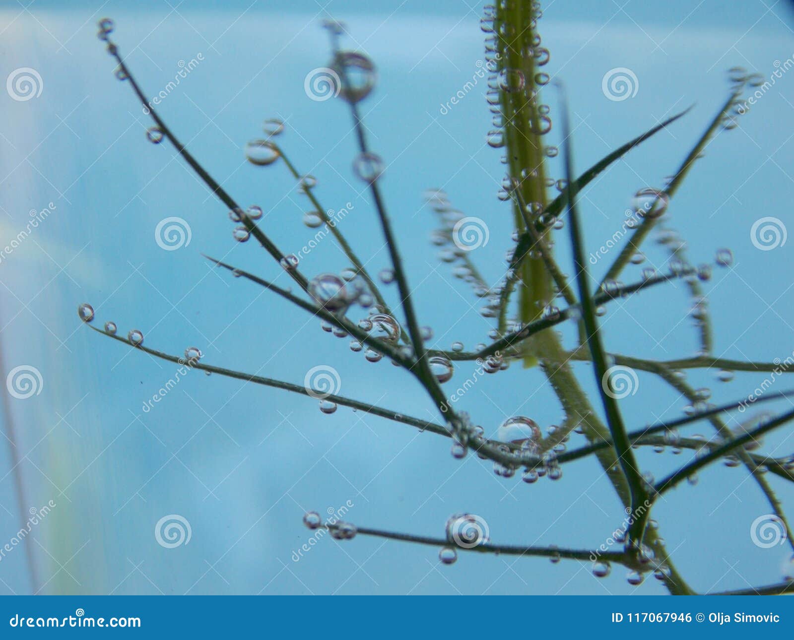 Bubbles on the plant stock photo. Image of plant, water - 117067946