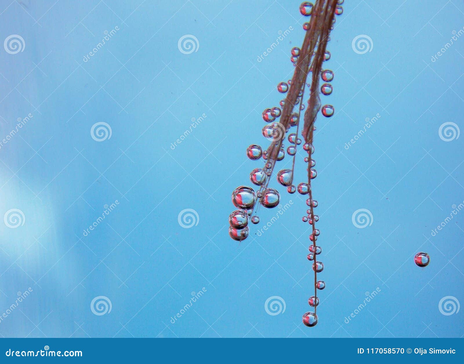 Bubbles on the plant stock photo. Image of lots, plant - 117058570