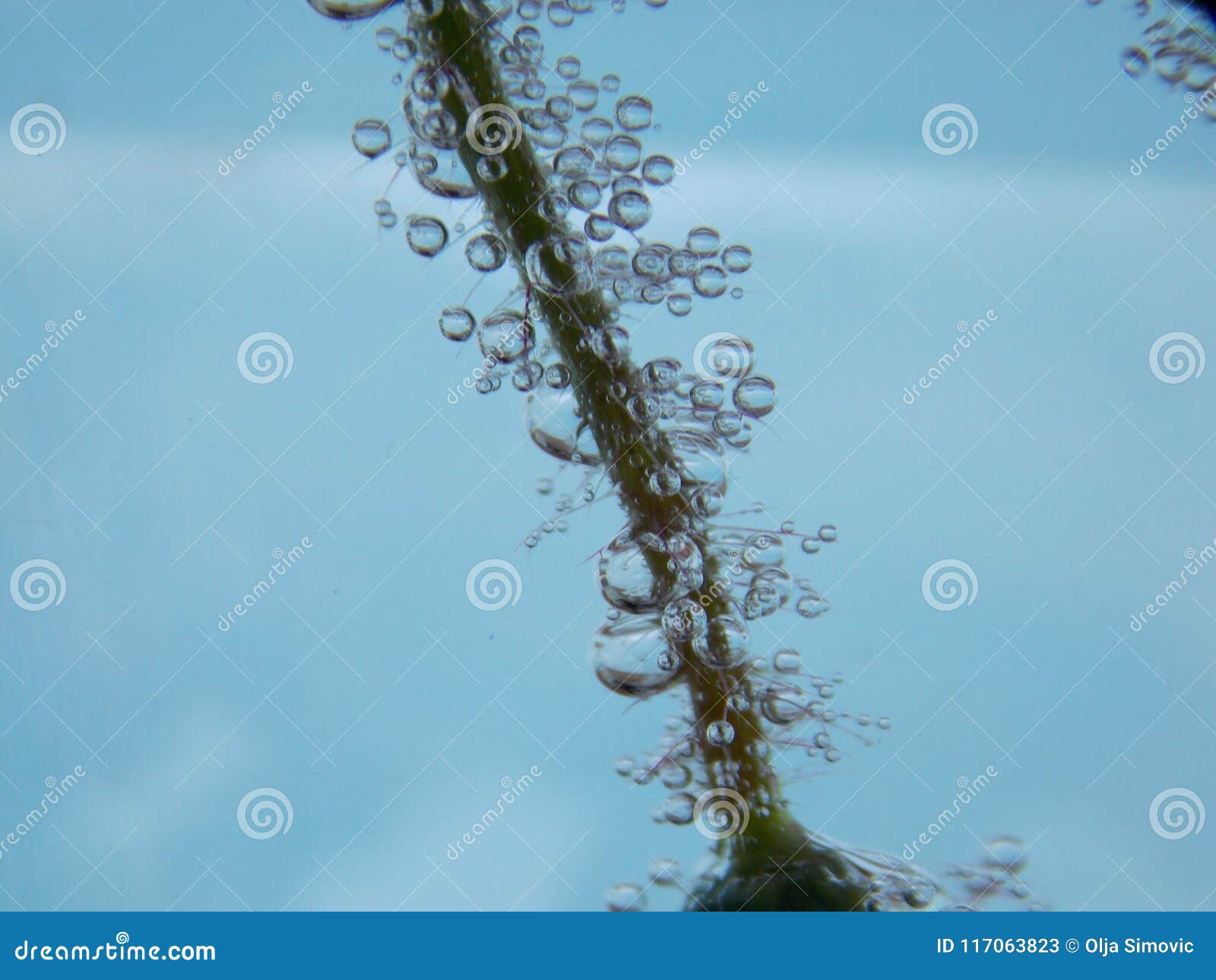 Bubbles on the plant stock image. Image of lots, bubbles - 117063823