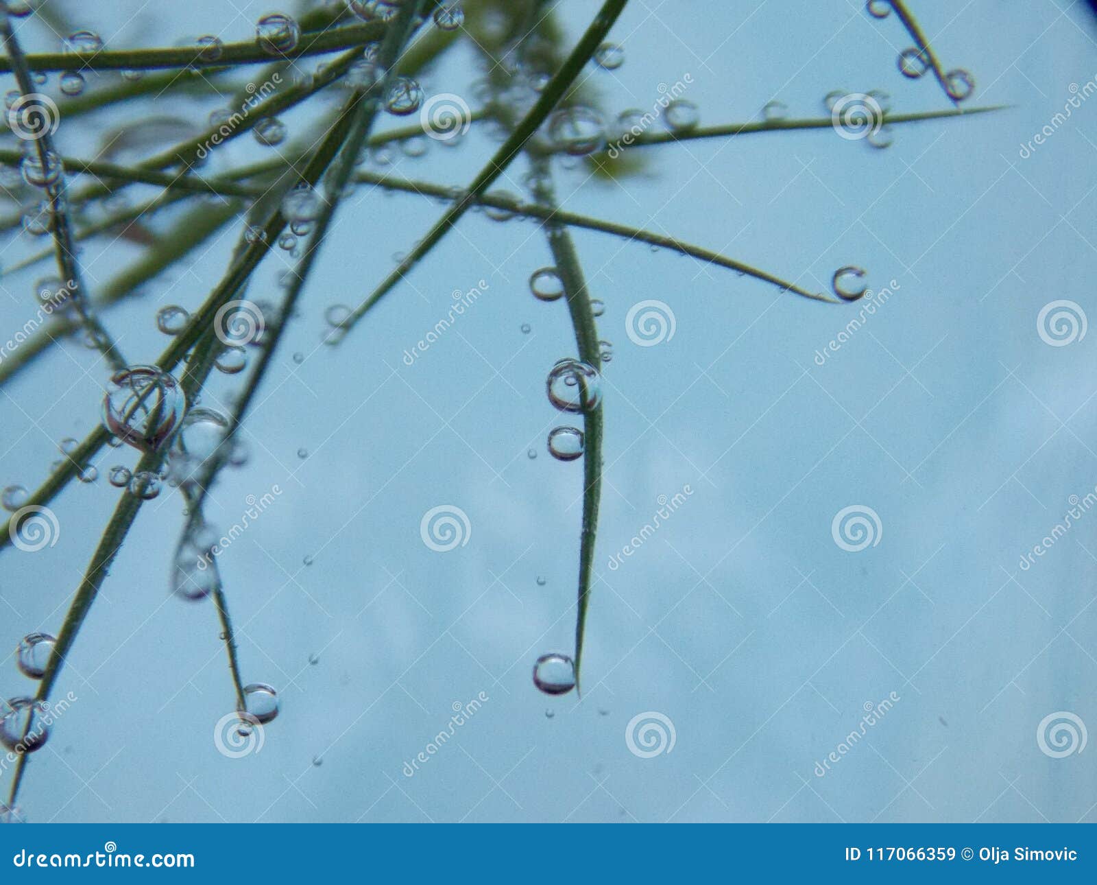 Bubbles on the plant stock image. Image of small, nature - 117066359