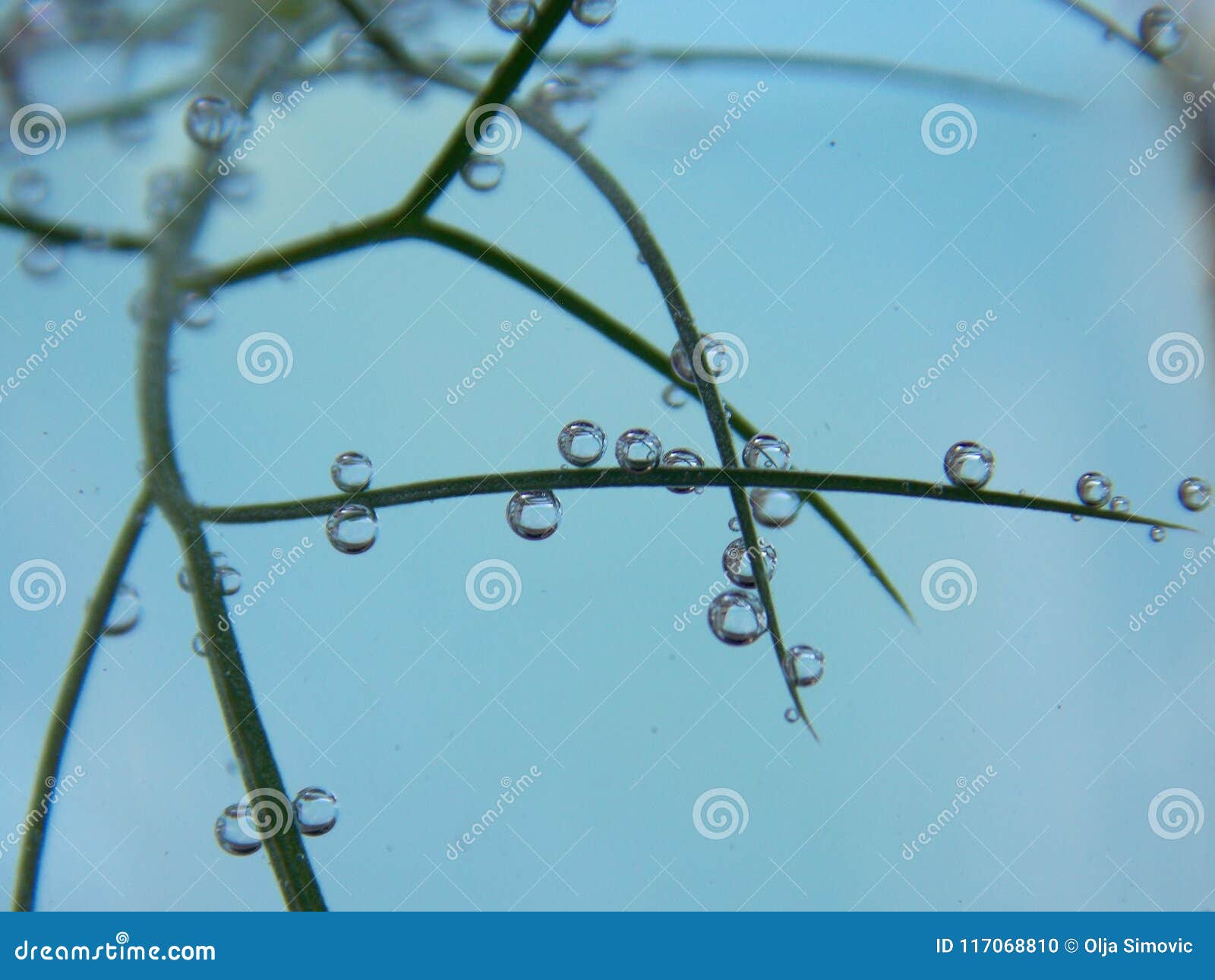 Bubbles on the plant stock photo. Image of blue, small - 117068810
