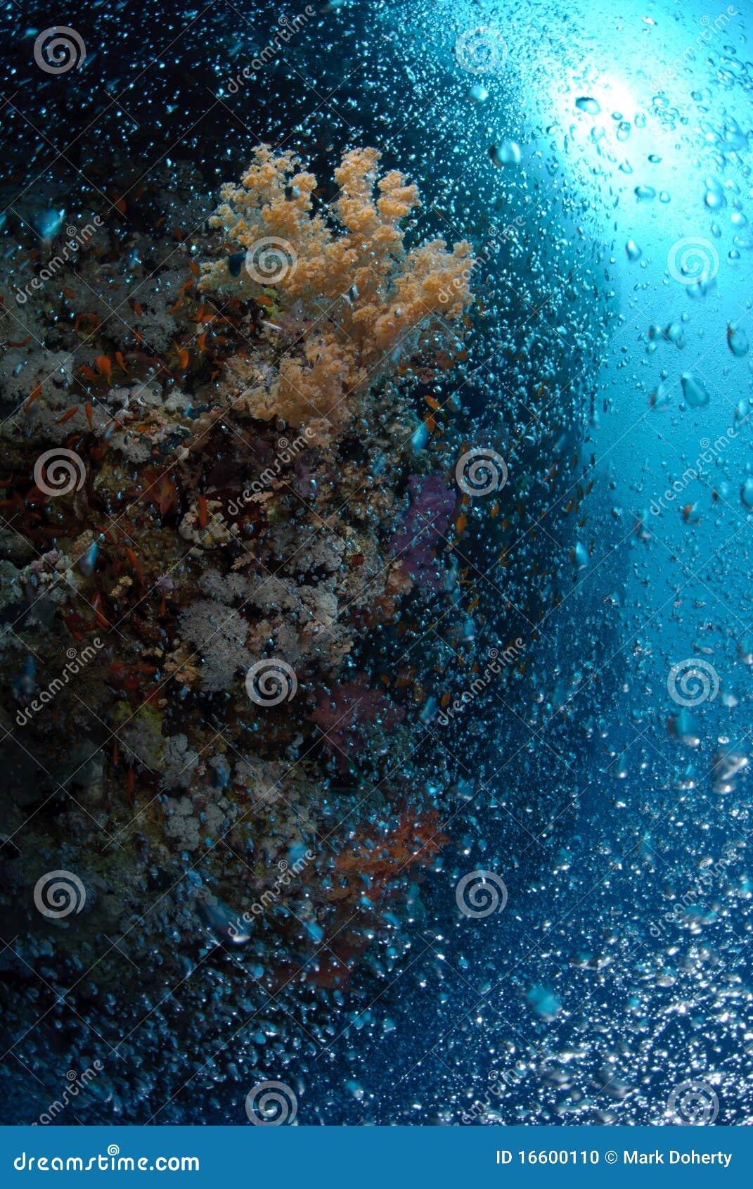 Bubbles Rising Up Over Coral Reef Stock Photo - Image of vibrant ...