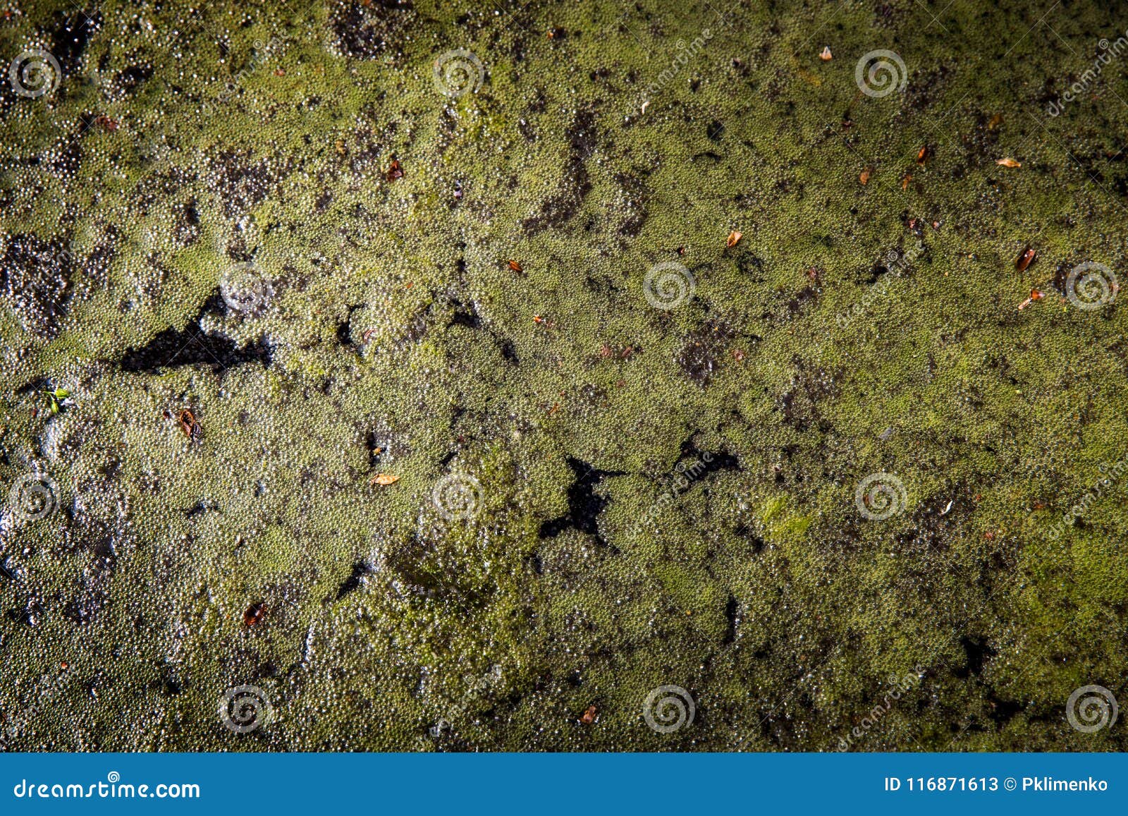 Bubbles on Swamp Water Surface Stock Image - Image of color, dirty ...