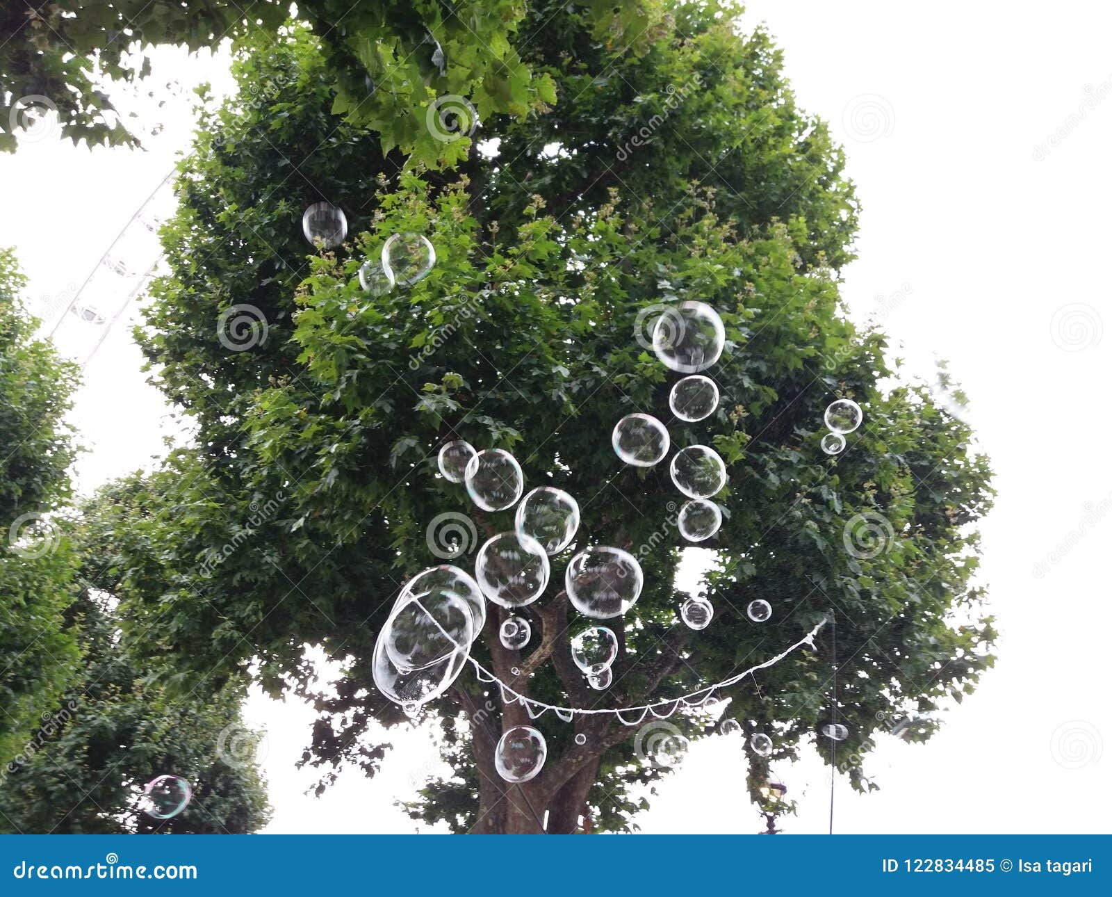 Bubbles and a tree! stock image. Image of nature, tree - 122834485