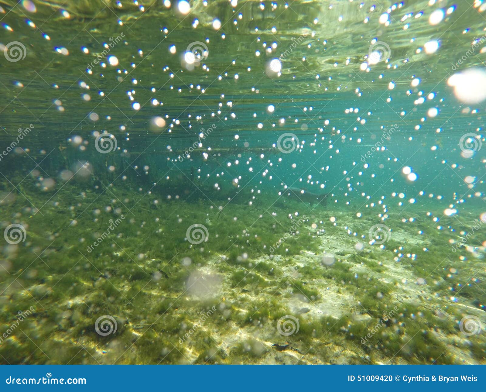 Bubbles stock photo. Image of bubbly, oxygen, spring - 51009420