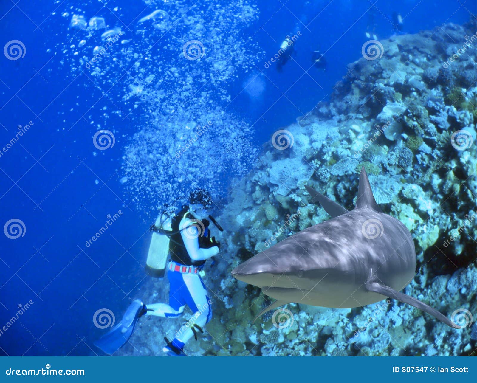 Bubbleshark stock image. Image of marine, grey, sponge - 807547