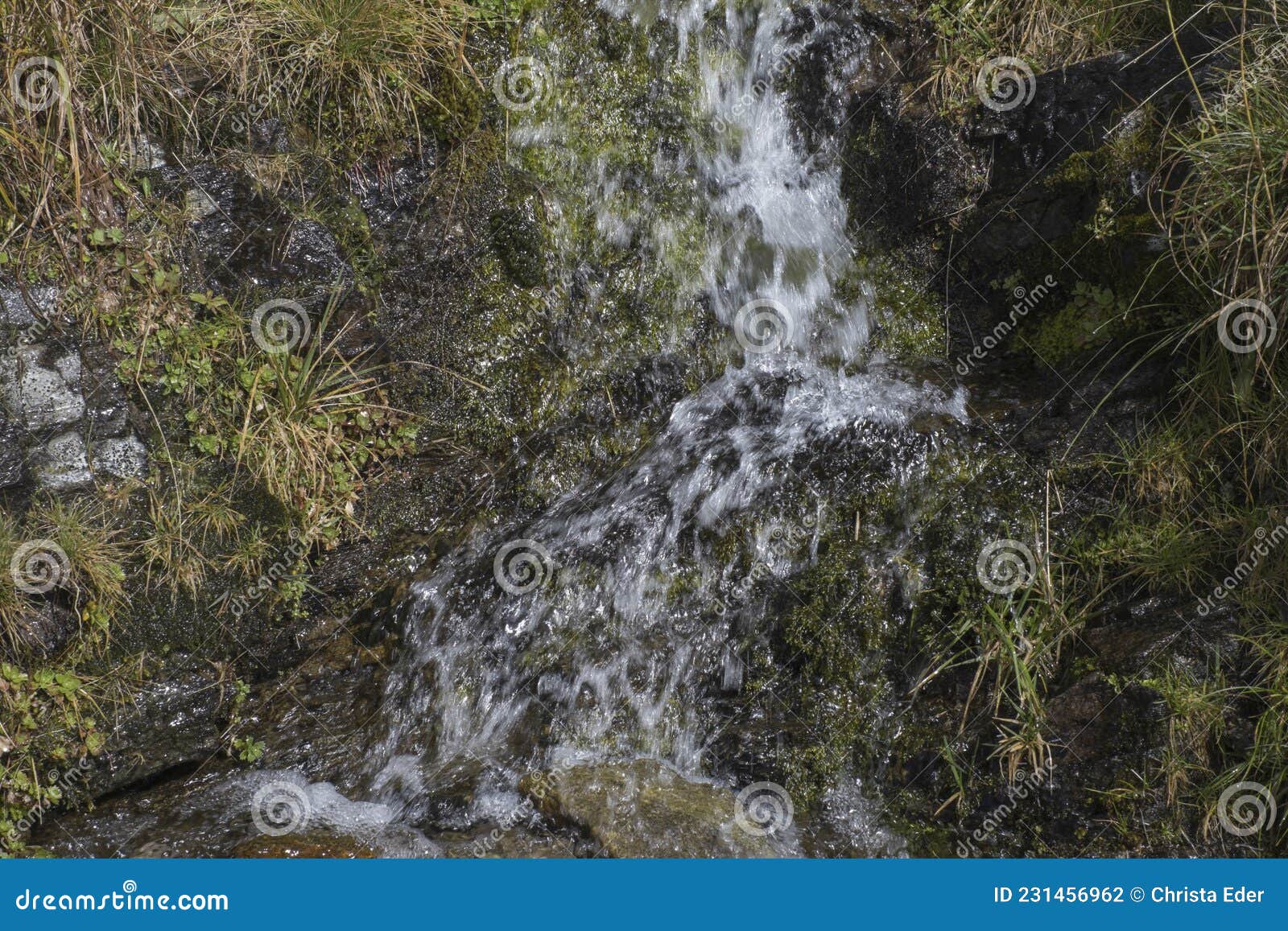 Bubbling spring stock photo. Image of nature, drinking - 231456962