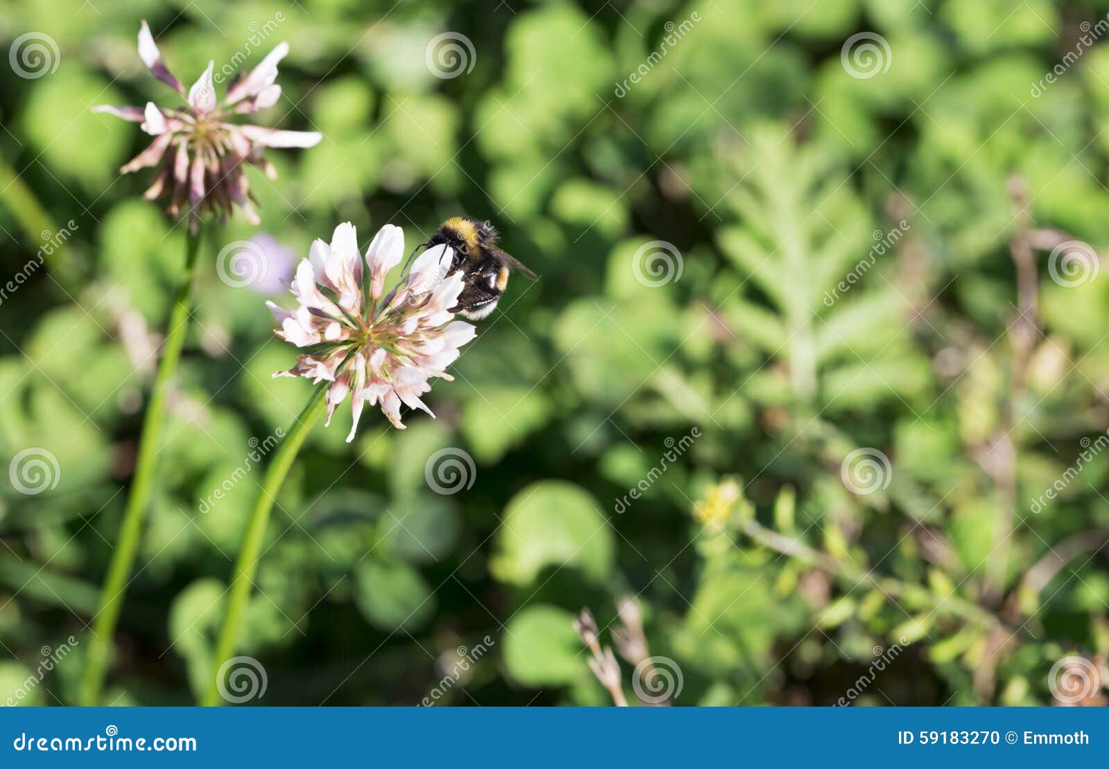 Bublebee Gathering Nectar from Clover Stock Photo - Image of botany ...
