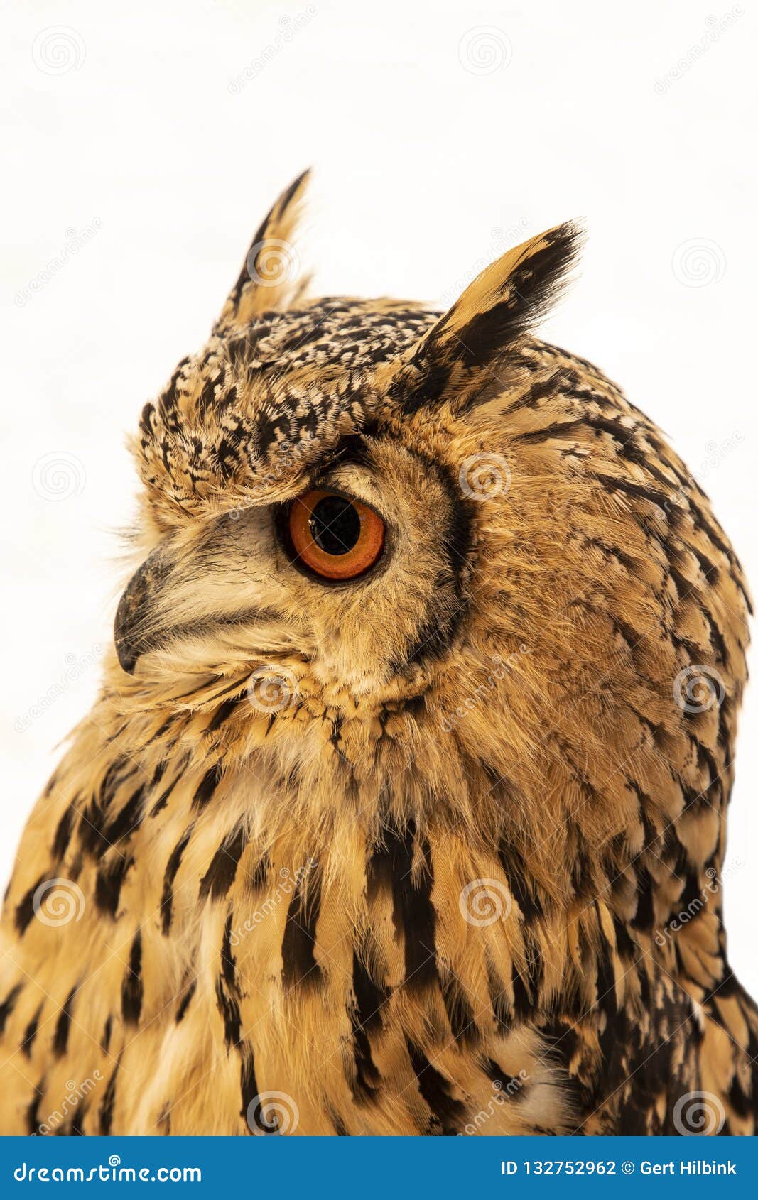 Eagle Owl, Bubo Bubo, Bird of Prey Stock Photo - Image of eagle, night ...