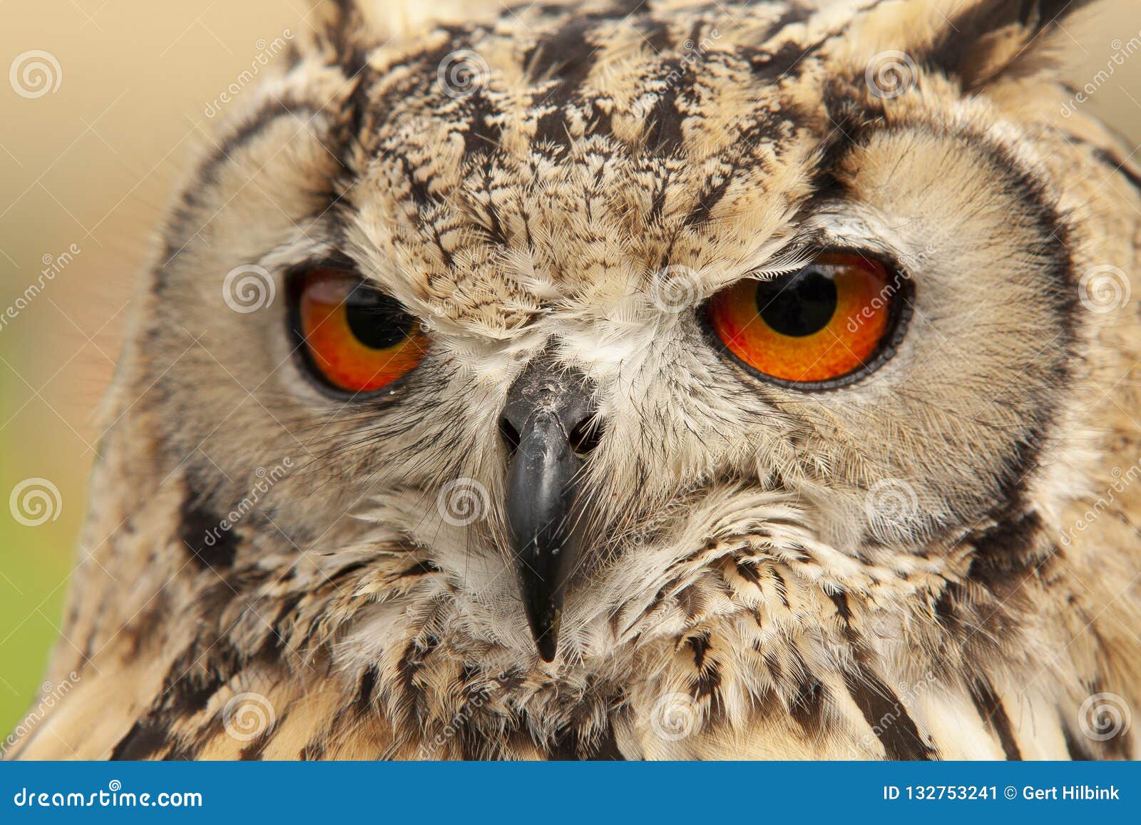 Eagle Owl, Bubo Bubo, Bird of Prey Stock Image - Image of bubo, prey ...