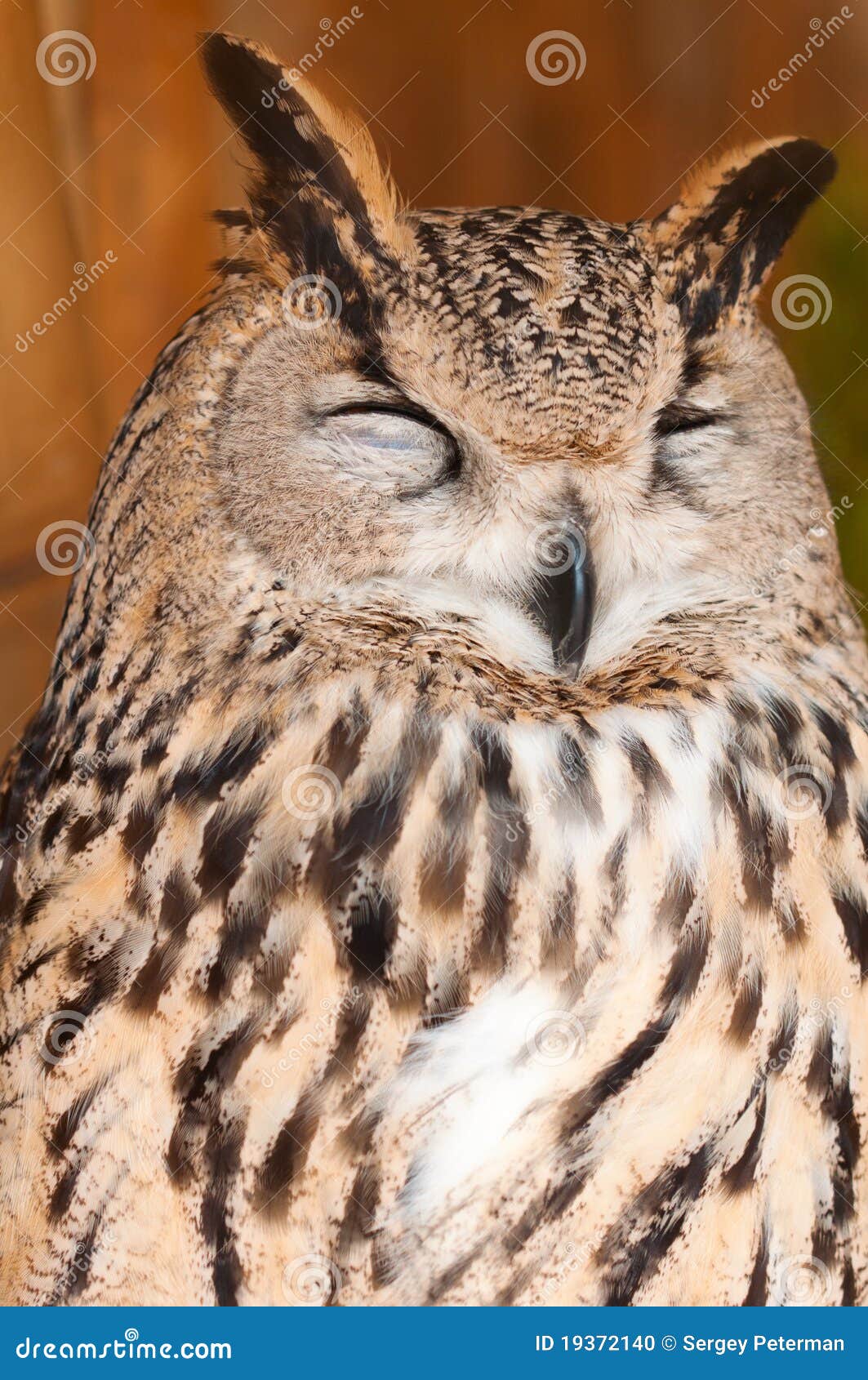 Bubo bubo sibiricus stock photo. Image of face, feathers - 19372140