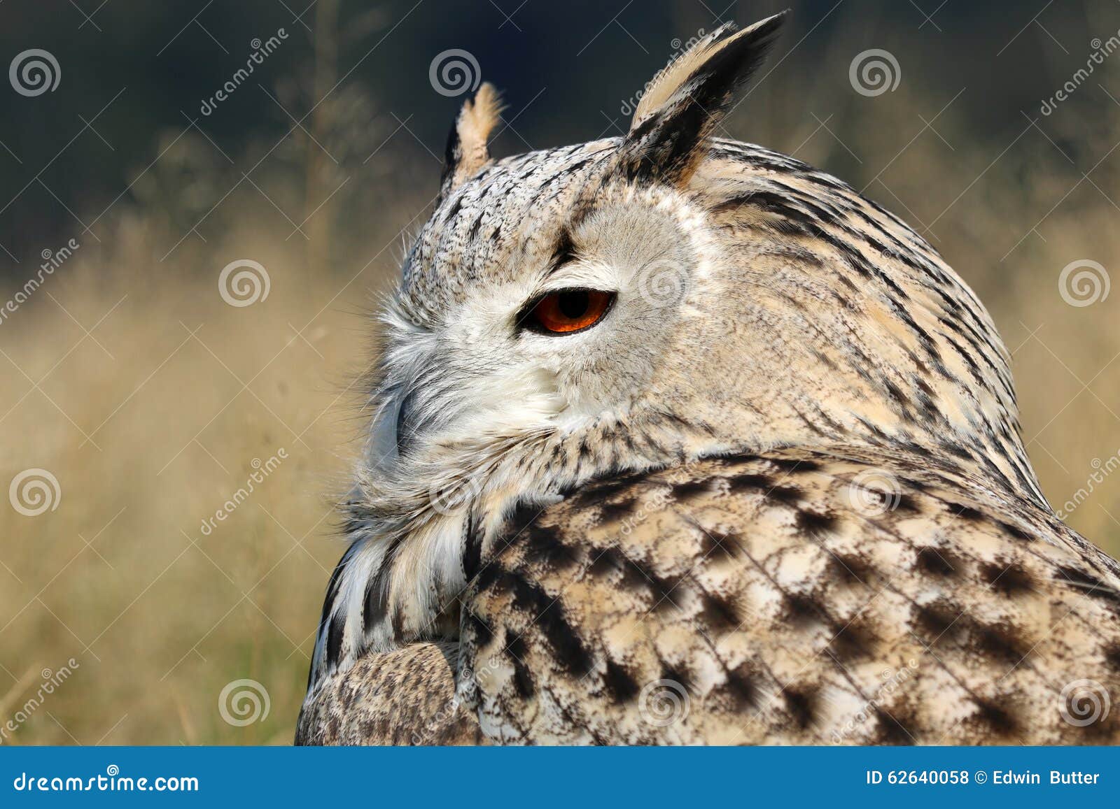 Bubo Bubo Sibiricus stock photo. Image of nature, close - 62640058