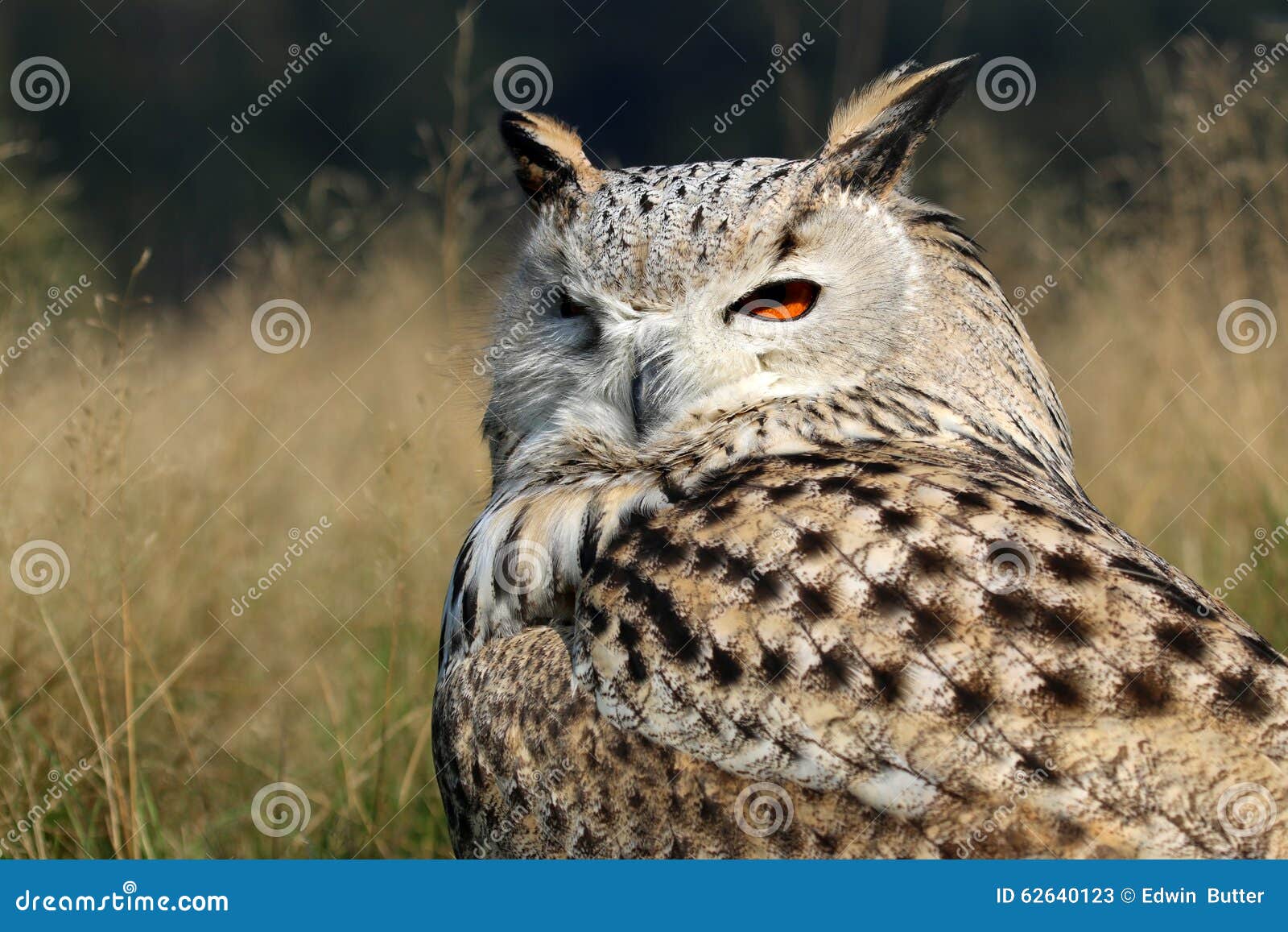 Bubo Bubo Sibiricus stock image. Image of feather, forest - 62640123