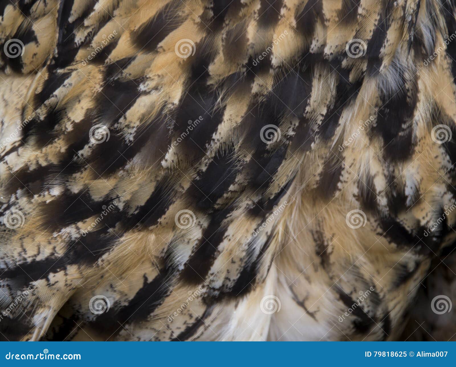 Bubo bubo texture feathers stock image. Image of covering - 79818625