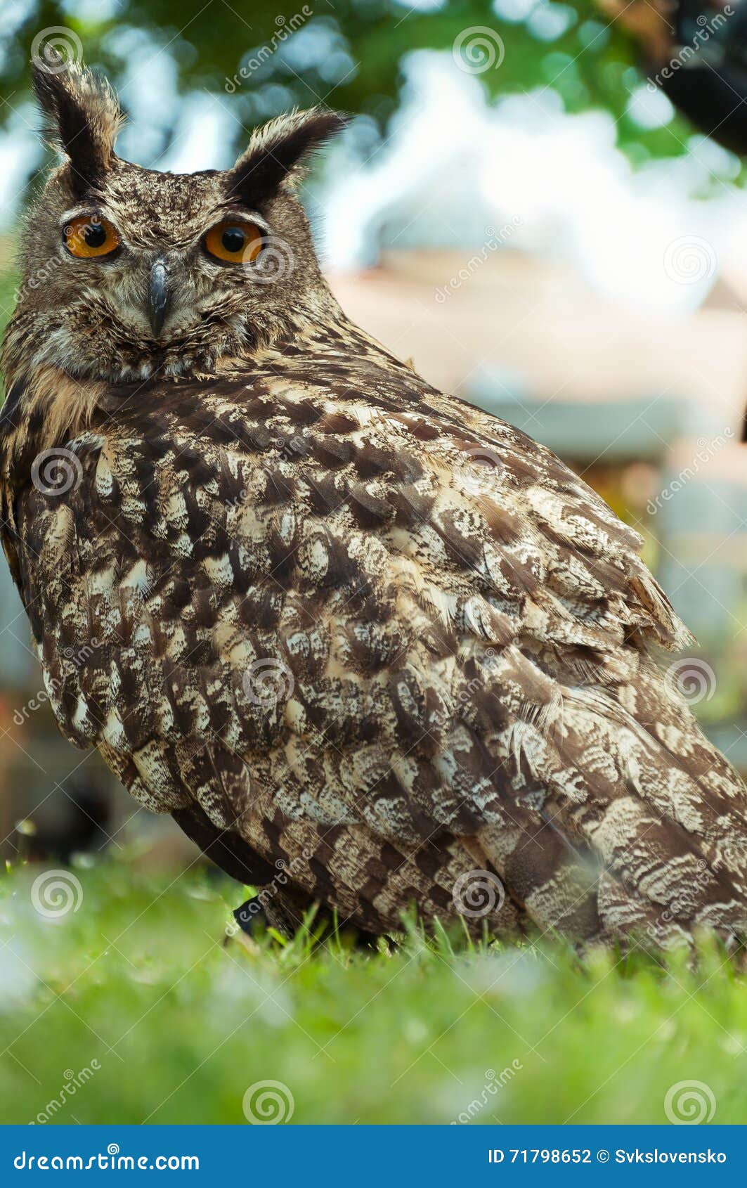 Bubo Bubo watching stock photo. Image of bubo, species - 71798652