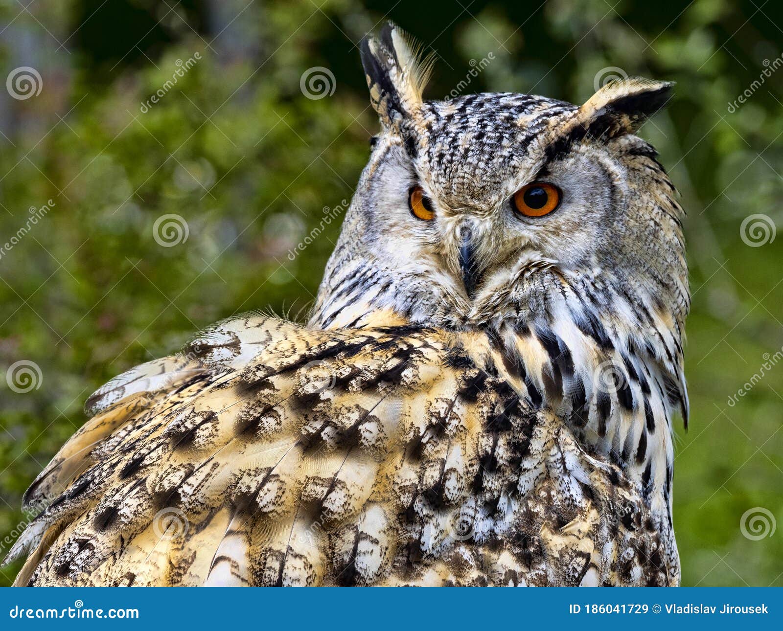 Bubo Bubo Eagle-owl Stock Photography | CartoonDealer.com #135361184