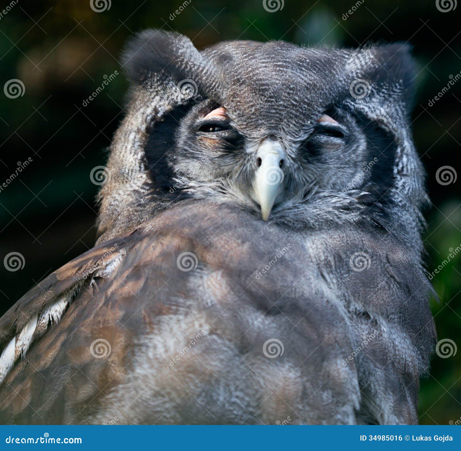 Bubo lacteus stock photo. Image of mammal, milky, family - 34985016