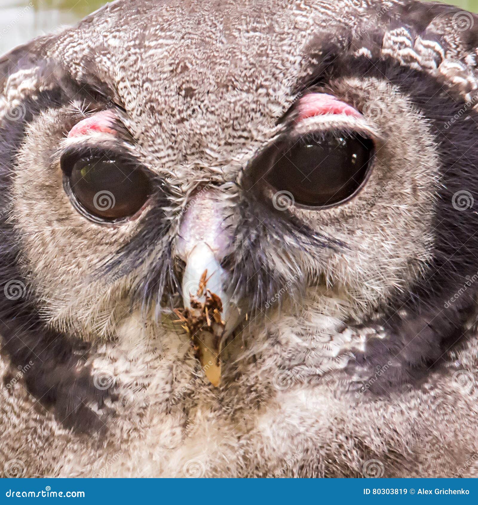 Bubo Lacteus, Also Known As Giant or Milky Eagle Owl Stock Image ...