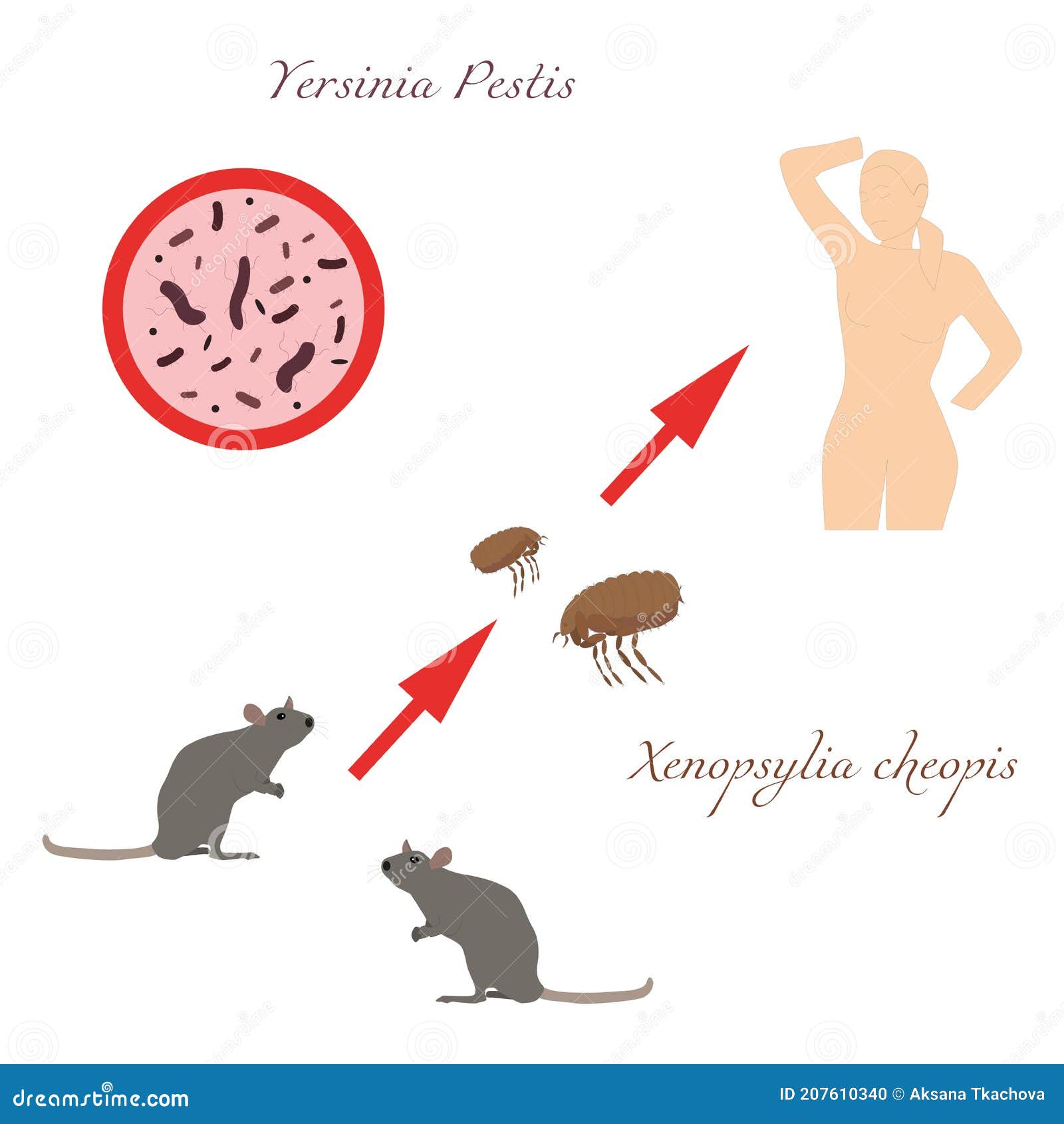 Bubonic Plague. the Path of Infection is a Dangerous Disease. Vector ...