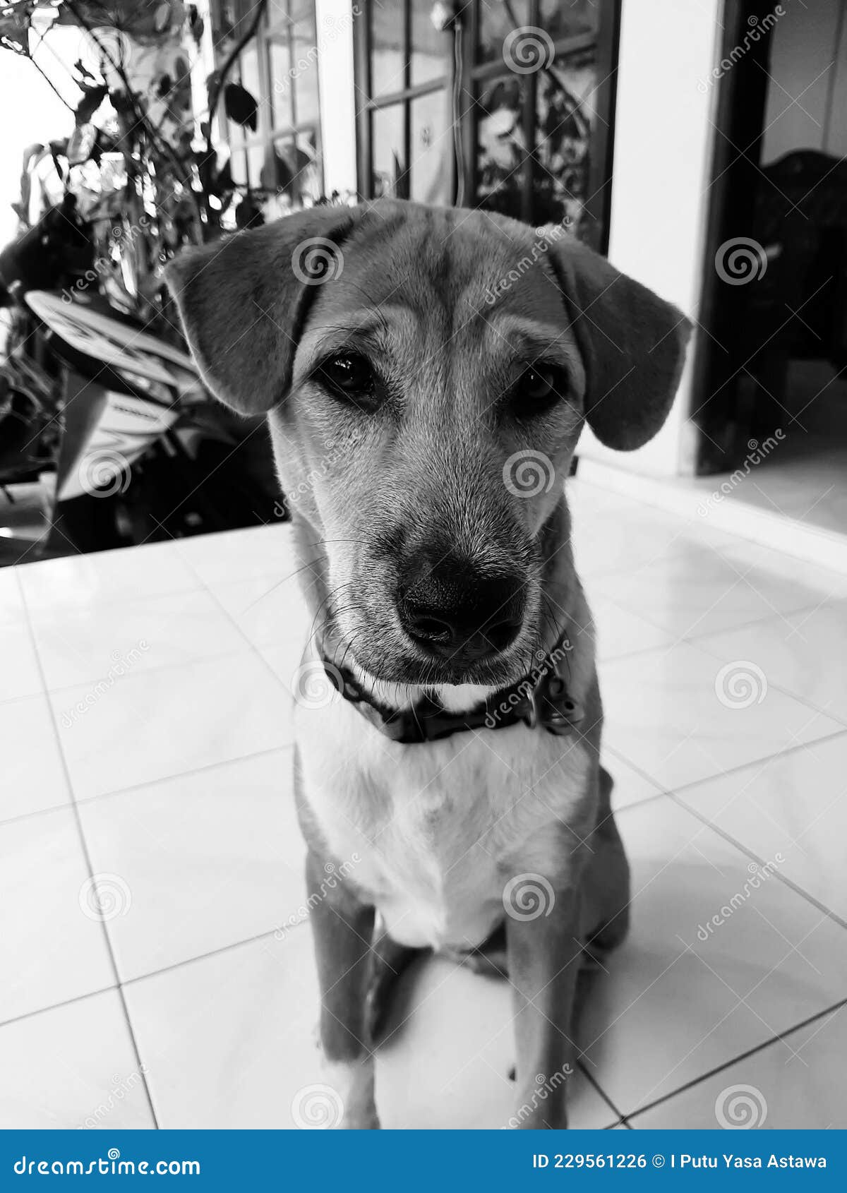 Bubu the Cute and Smart Dog Stock Photo - Image of white, black: 229561226