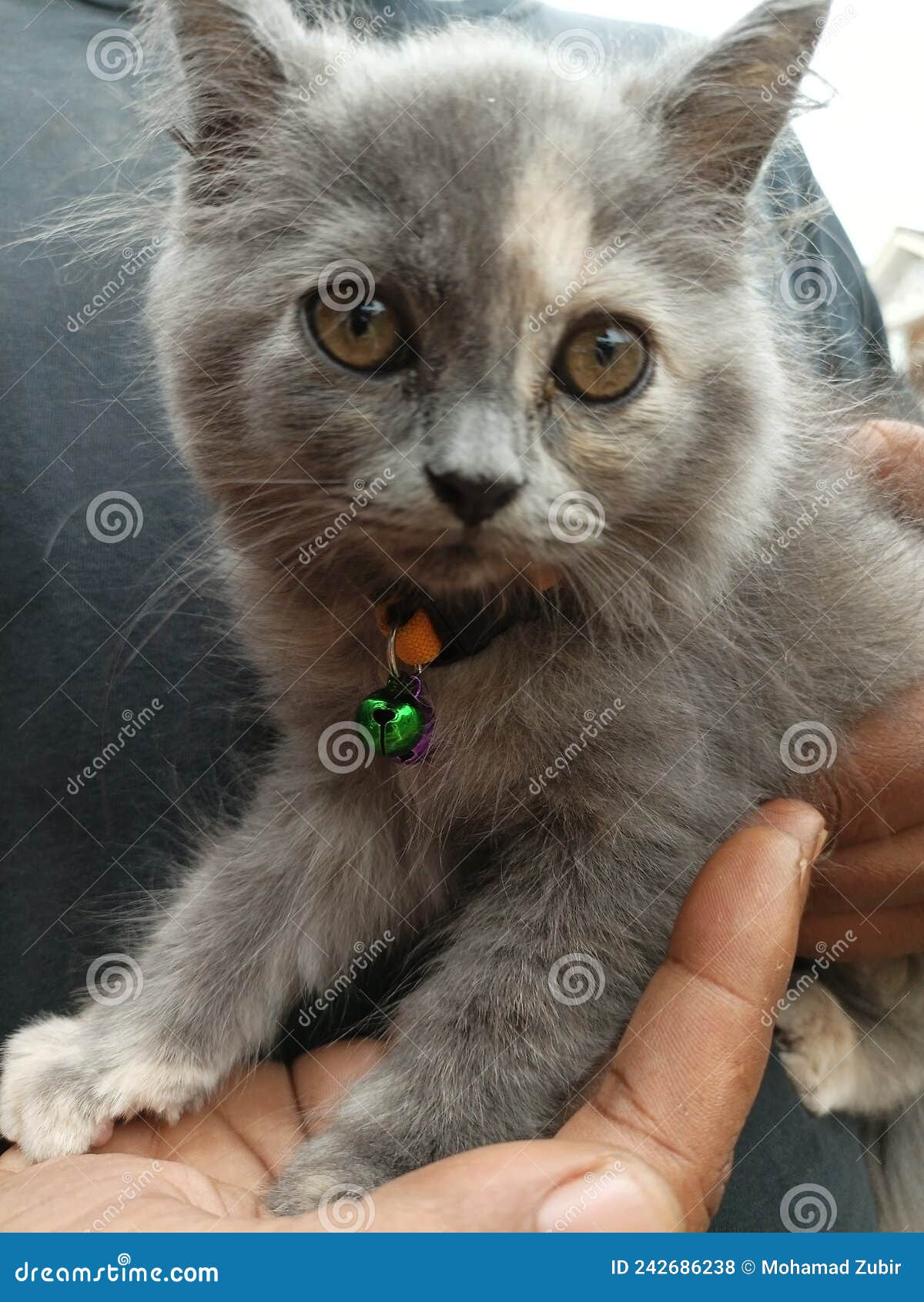 Bubu the Kitten Very Cute Cat Stock Photo - Image of kitten, cute ...